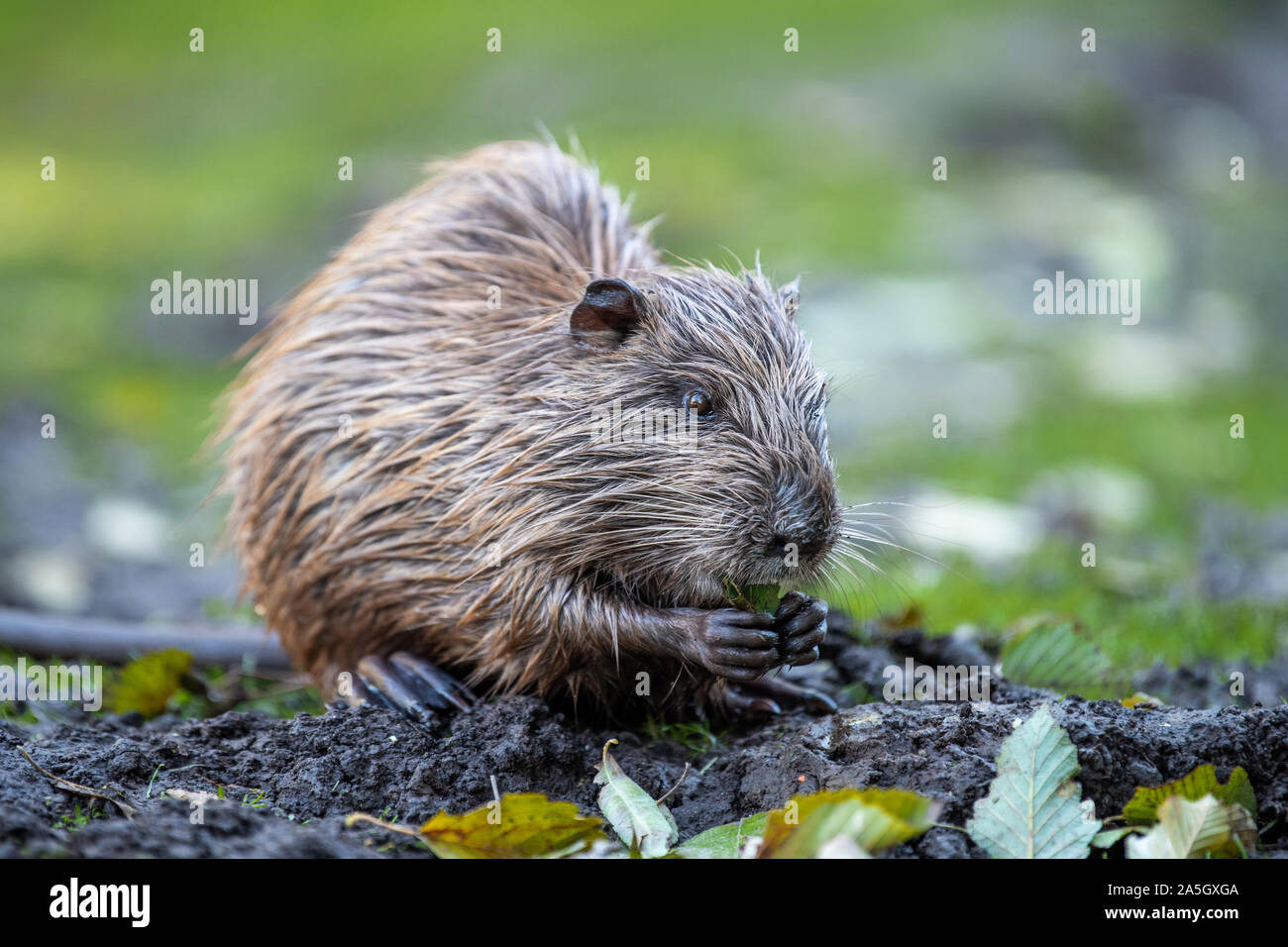 Young coypu (Myocastor coypus) in grass on river bank. Rodent also ...