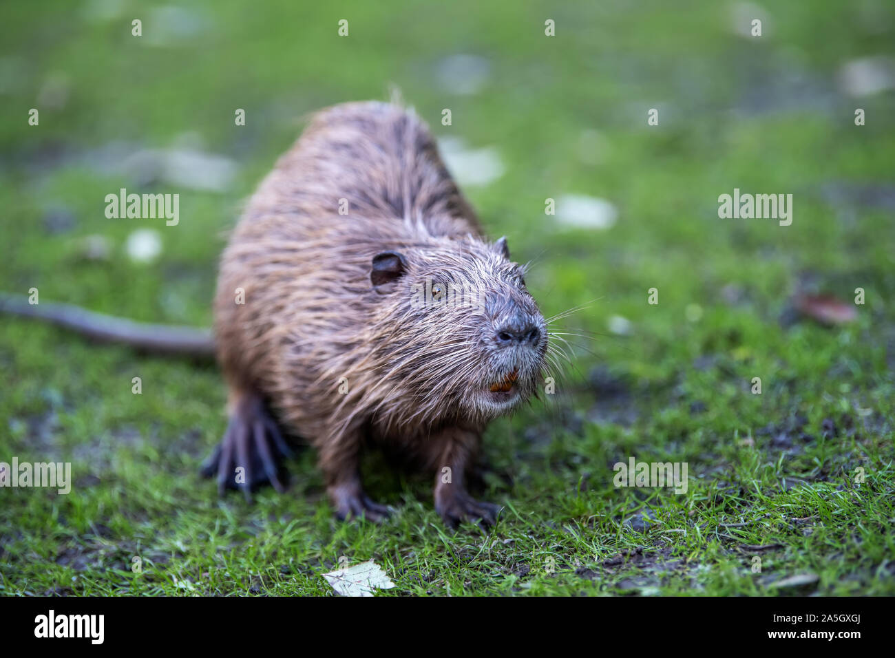 Nutria creek marsh hi-res stock photography and images - Alamy