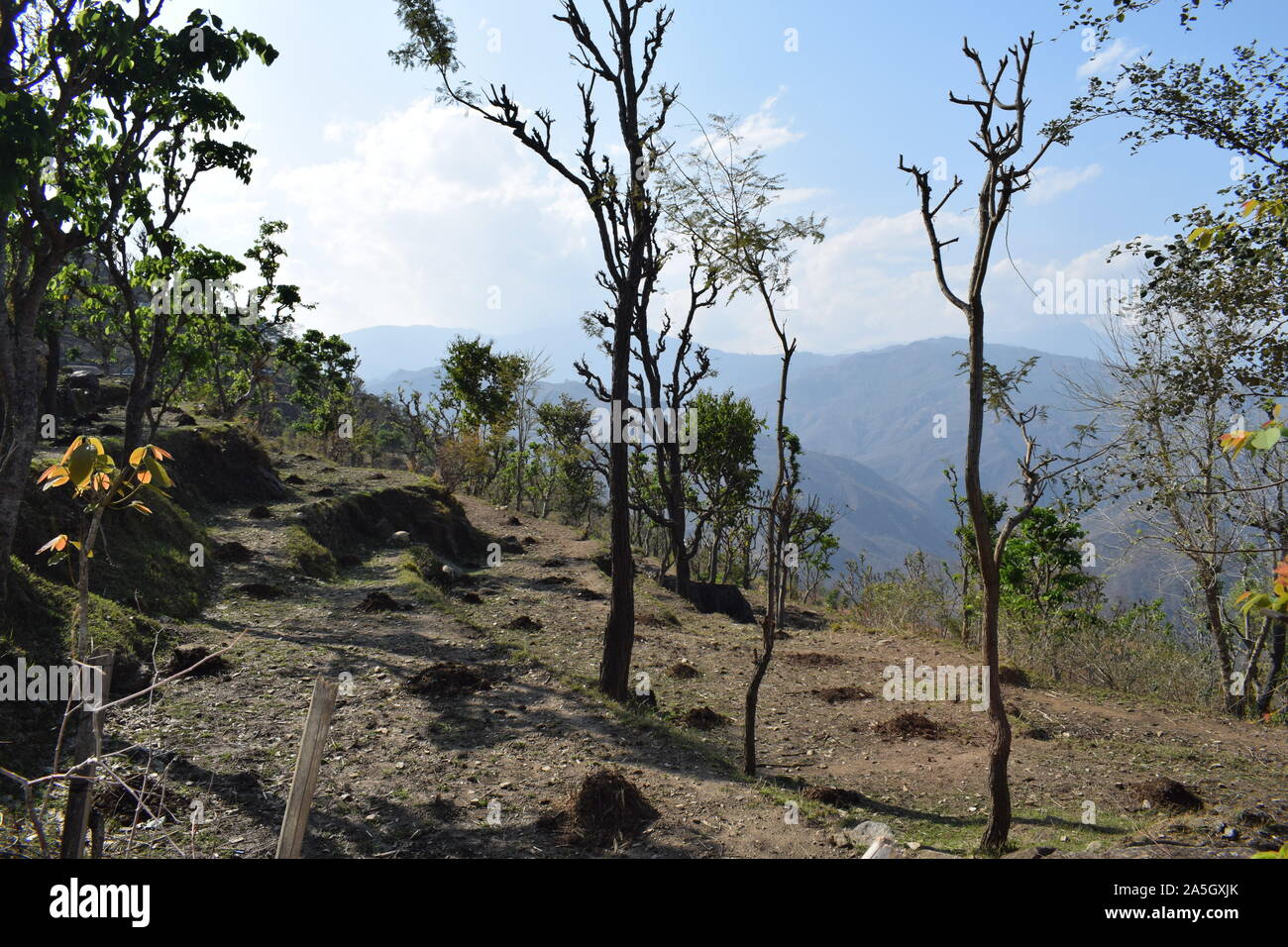 Beautiful Landscaping with tree in East Nepal Stock Photo - Alamy