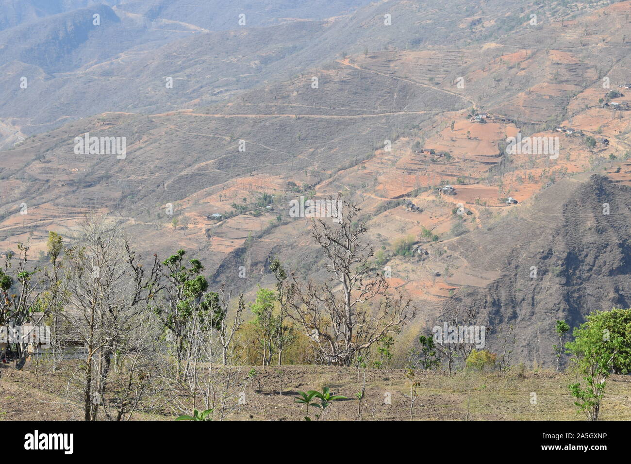 Beautiful Landscaping with tree in East Nepal Stock Photo - Alamy