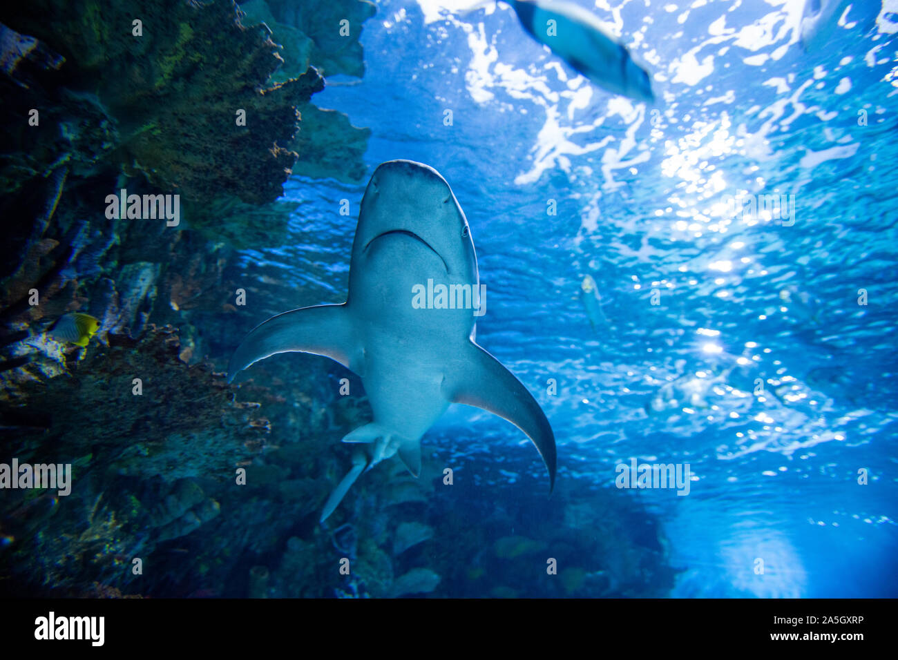 Close up underwater great white shark Stock Photo - Alamy