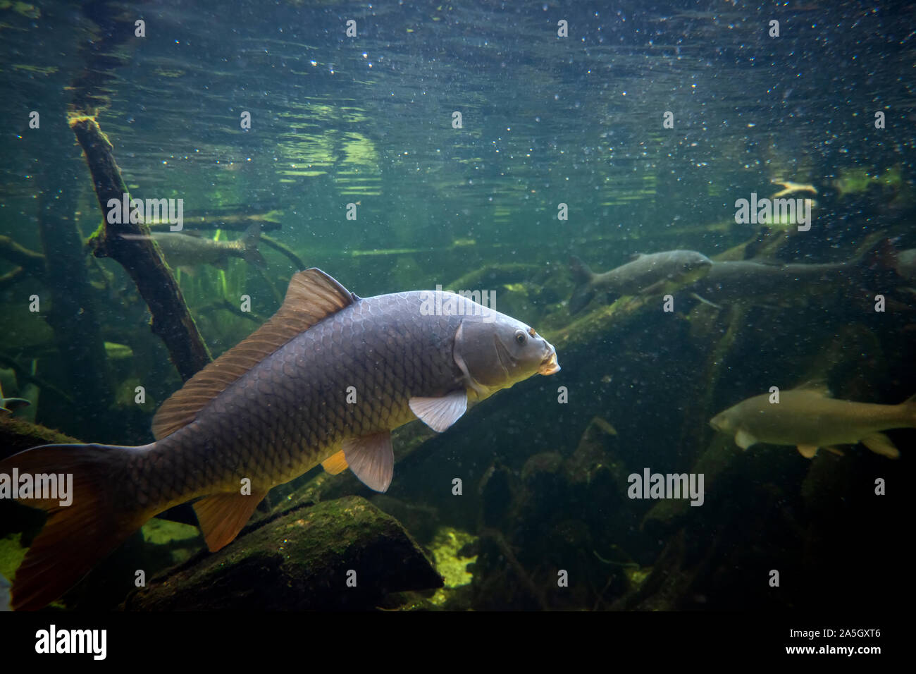 Freshwater fish carp (Cyprinus carpio) in the pond. Underwater shot in ...