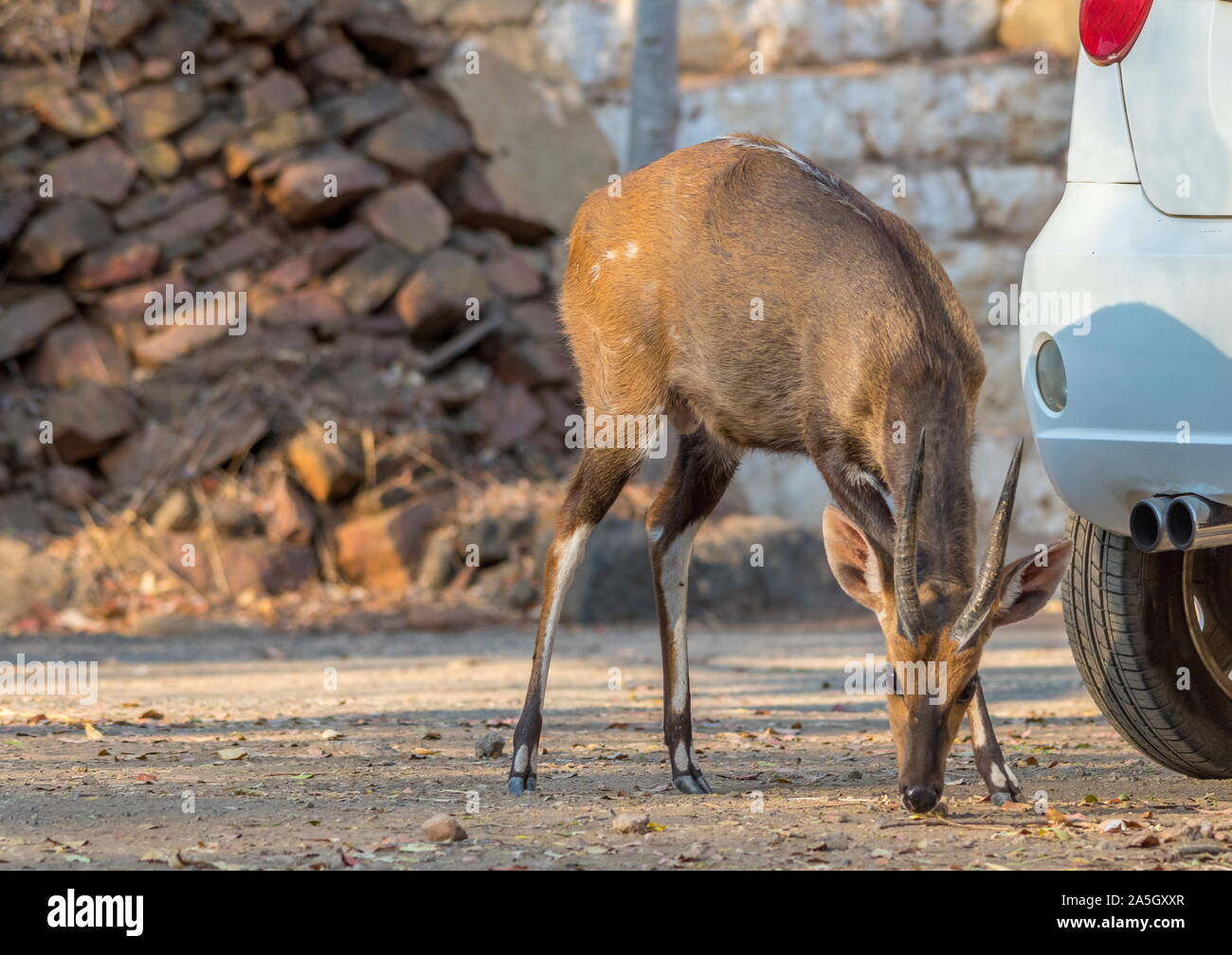 A young bushbuck ram searches for food in a vehicle park image with ...