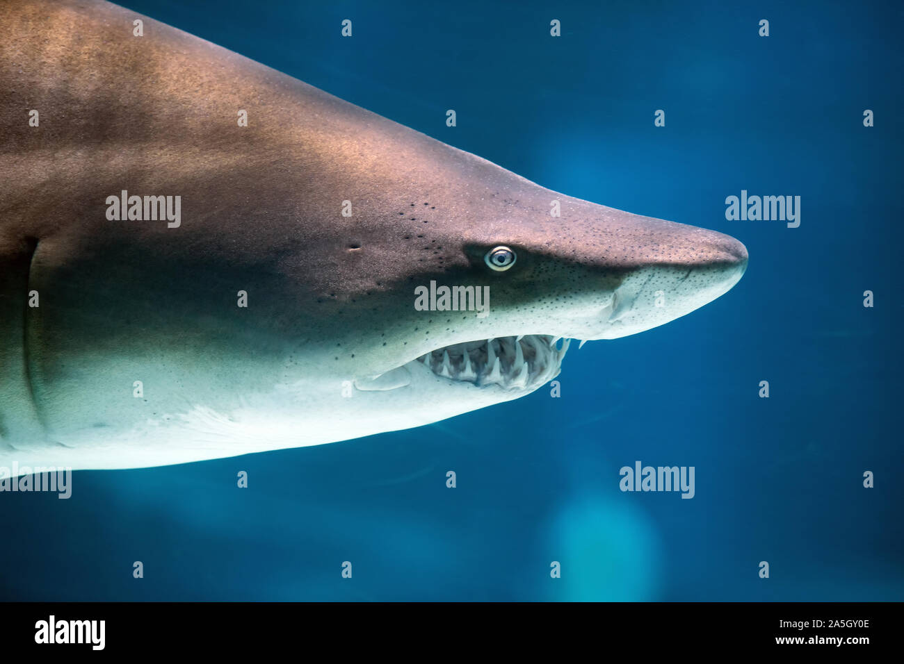 Great white shark close up head hi-res stock photography and images - Alamy