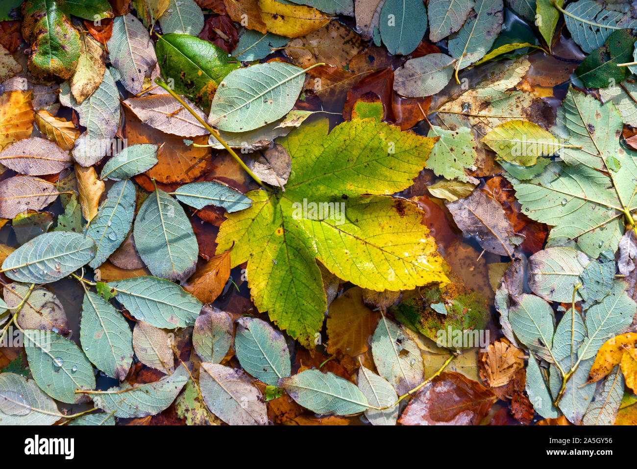 Closeup colourful fall leaves in pond lake water, floating autumn leaf ...