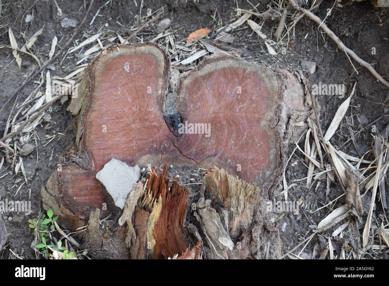 Acacia catechu ( khair) tree with Bot red kkaththa Stock Photo - Alamy