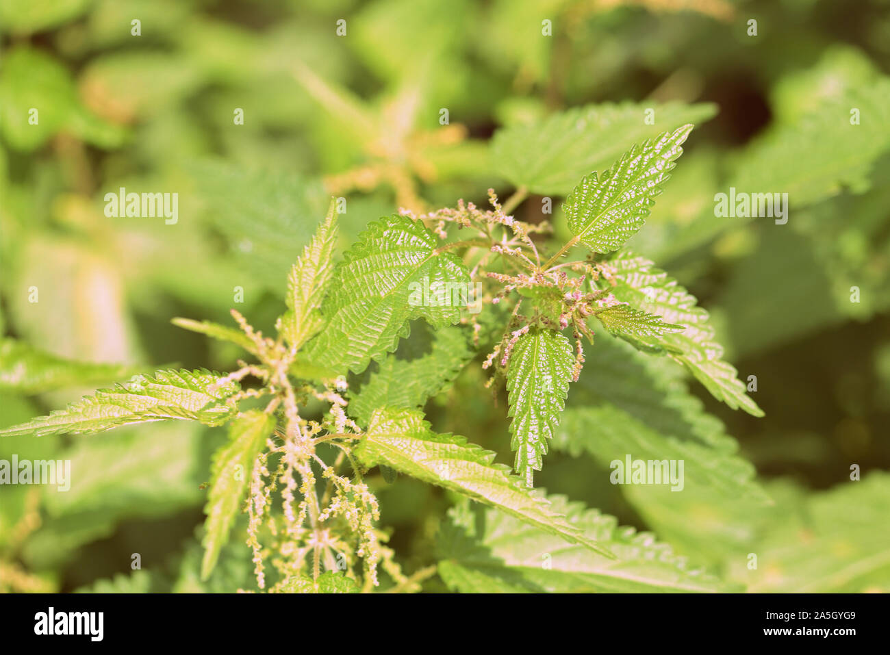 Nettle stalks in a summer garden close-up. Retro style toned Stock ...