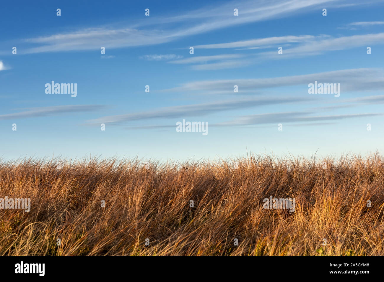 Dry grass on wind hi-res stock photography and images - Alamy