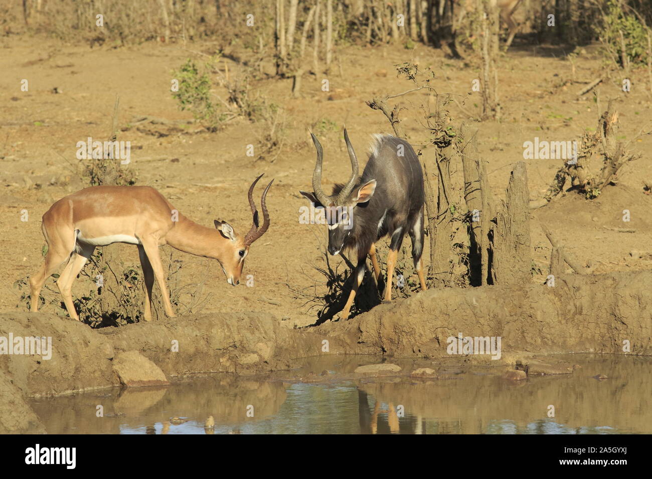 Fighting impala hi-res stock photography and images - Alamy