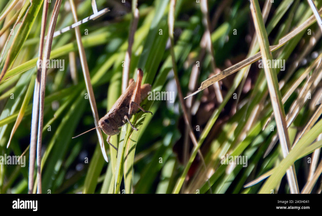 Cricket insect italy hi-res stock photography and images - Alamy