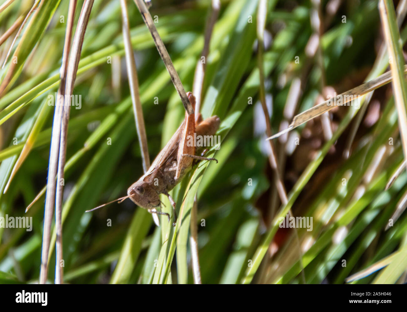Cricket insect italy hi-res stock photography and images - Alamy