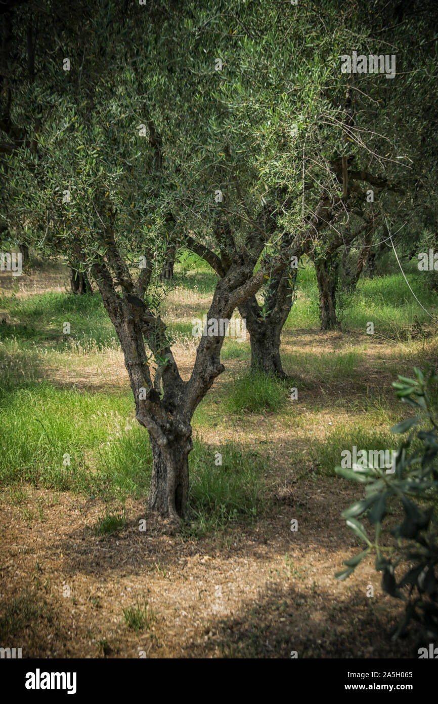 Green olive trees on the island of Zakintos Stock Photo - Alamy