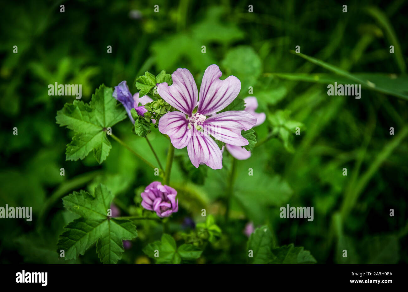 Purple Mallow High Resolution Stock Photography and Images - Alamy