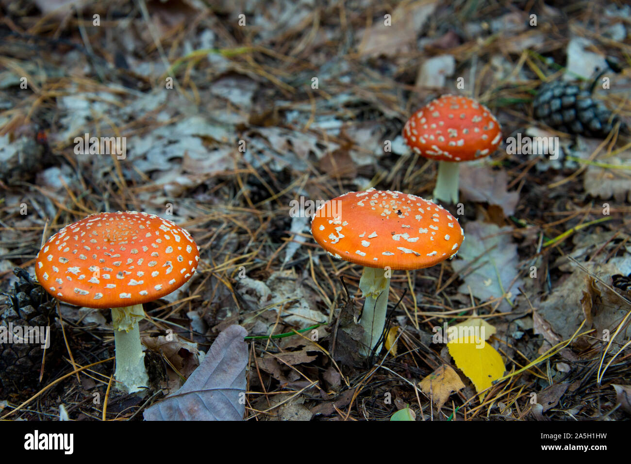 fly agaric (toadstool) waiting for mushroom pickers in brandenburg ...