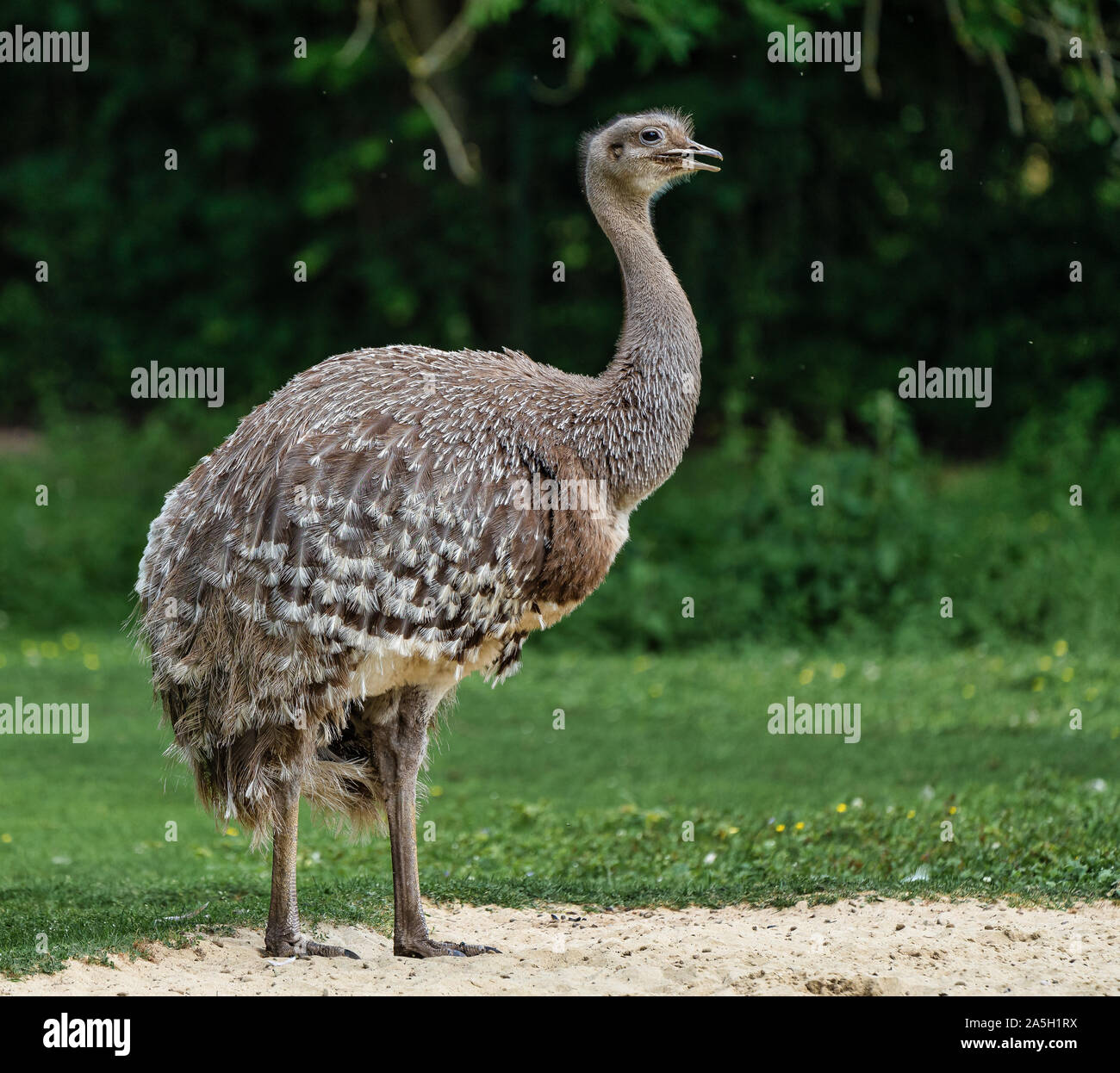 Darwin's rhea, Rhea pennata also known as the lesser rhea Stock Photo - Alamy