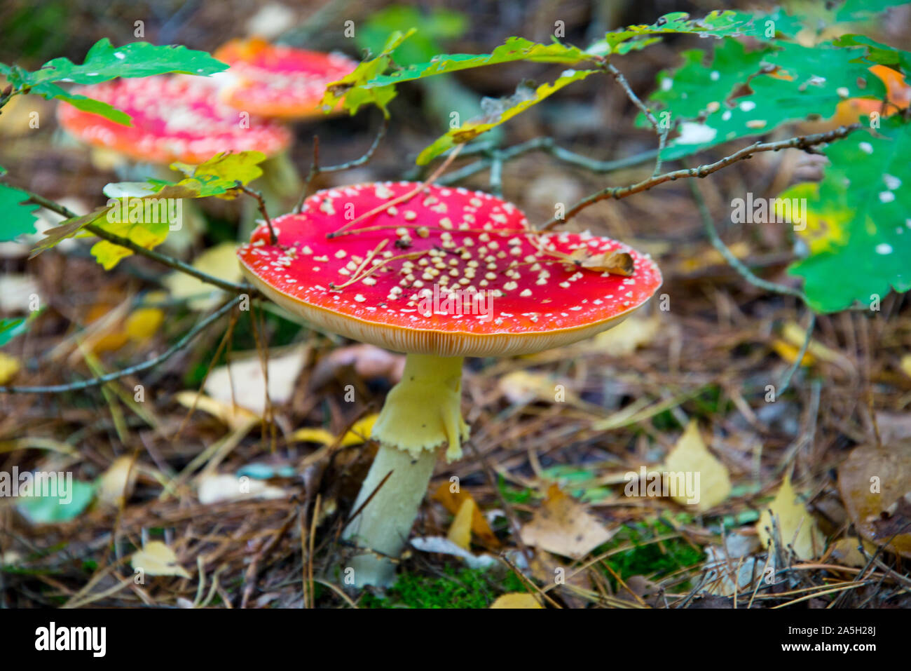 fly agaric (toadstool) waiting for mushroom pickers in brandenburg ...