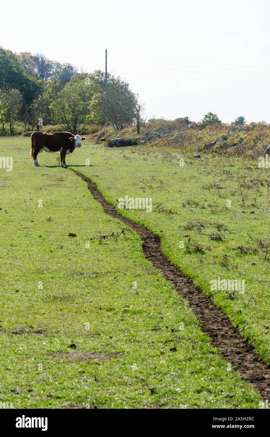 Cowpath hi-res stock photography and images - Alamy