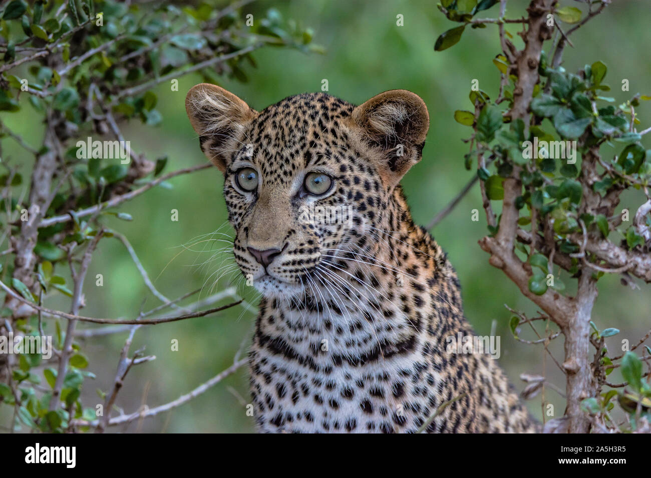 A young Leopard Stock Photo - Alamy