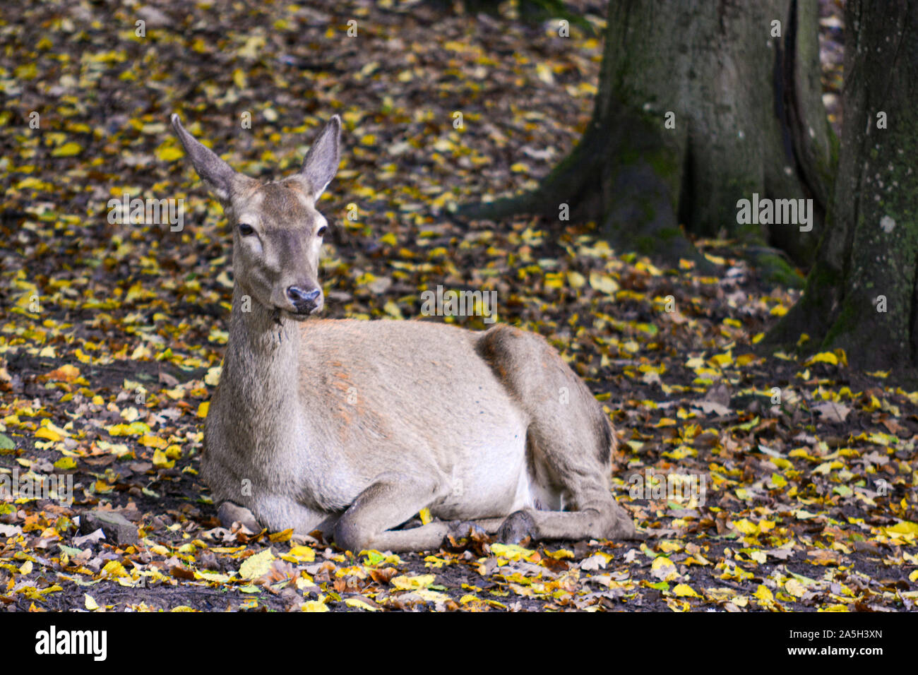 Red deer sitting in the autumn forest with leaves around Stock Photo ...