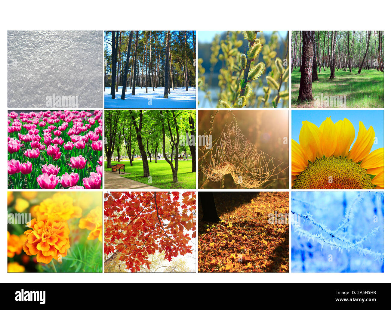 blank with different twelve colored images of nature for calendar ...