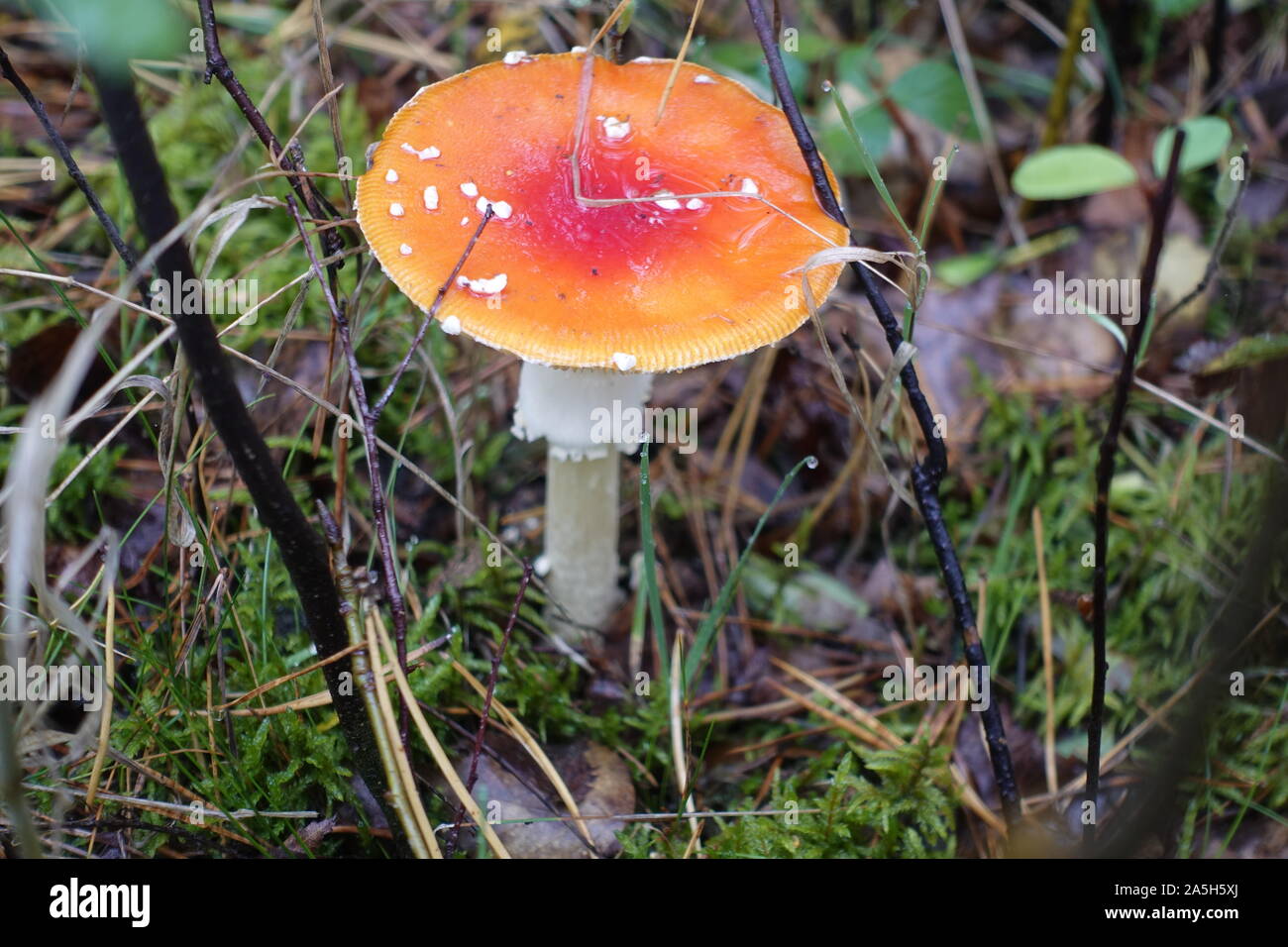 Mushrooms in forest Stock Photo - Alamy