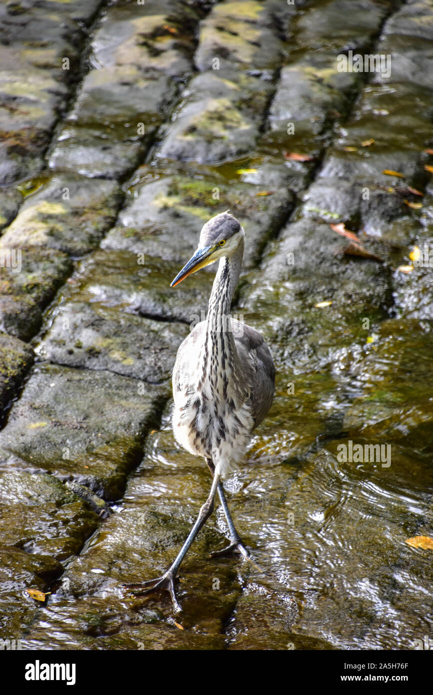 Grey Heron, Hebden Water, Hebden Bridge, Pennines, West Yorkshire Stock ...