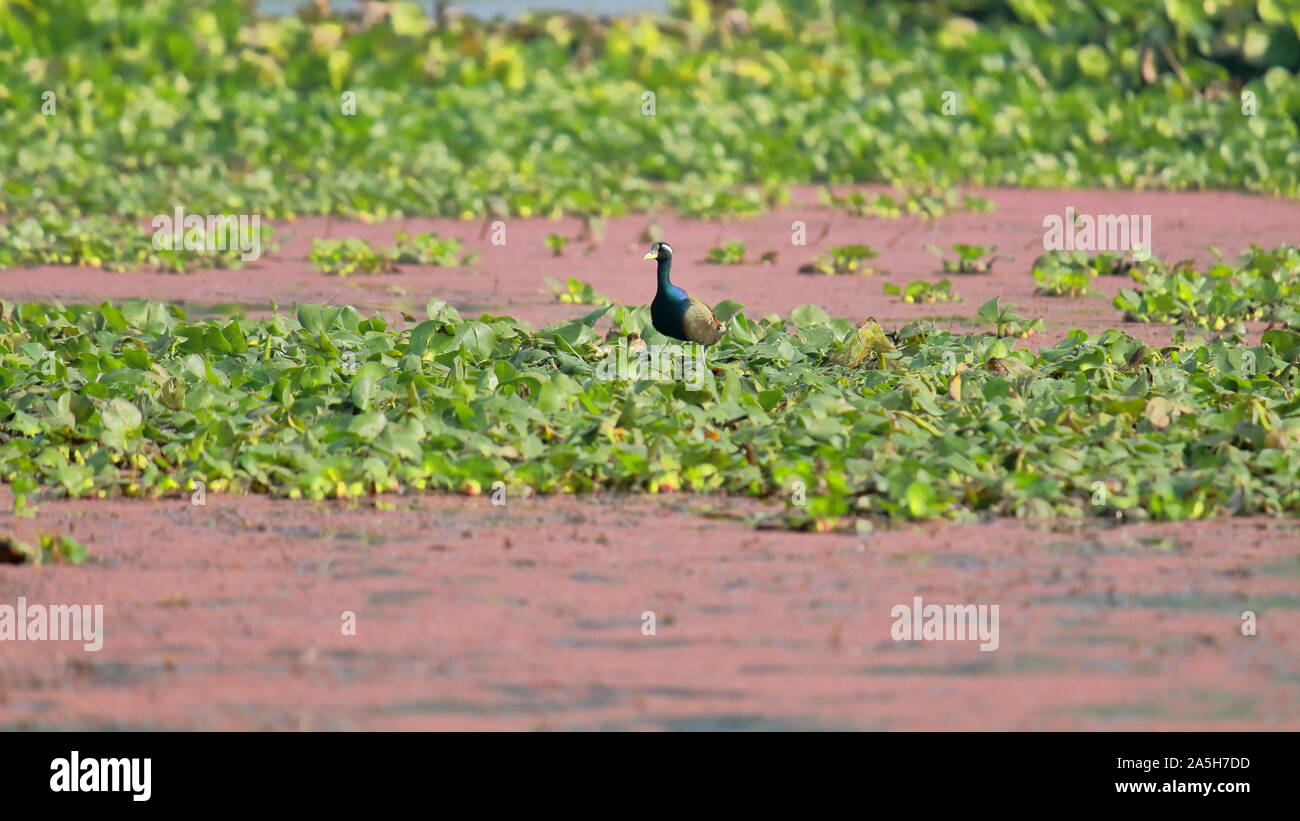 Bronze-winged jacana (Metopidius indicus) at Chupir char or Chupi lake ...