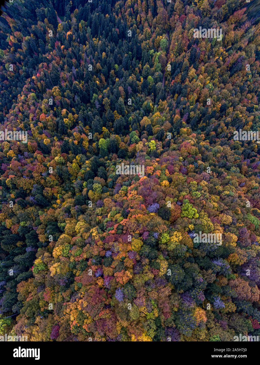 Drone aerial view of an Alpine aerial misty forest in the Swiss french ...