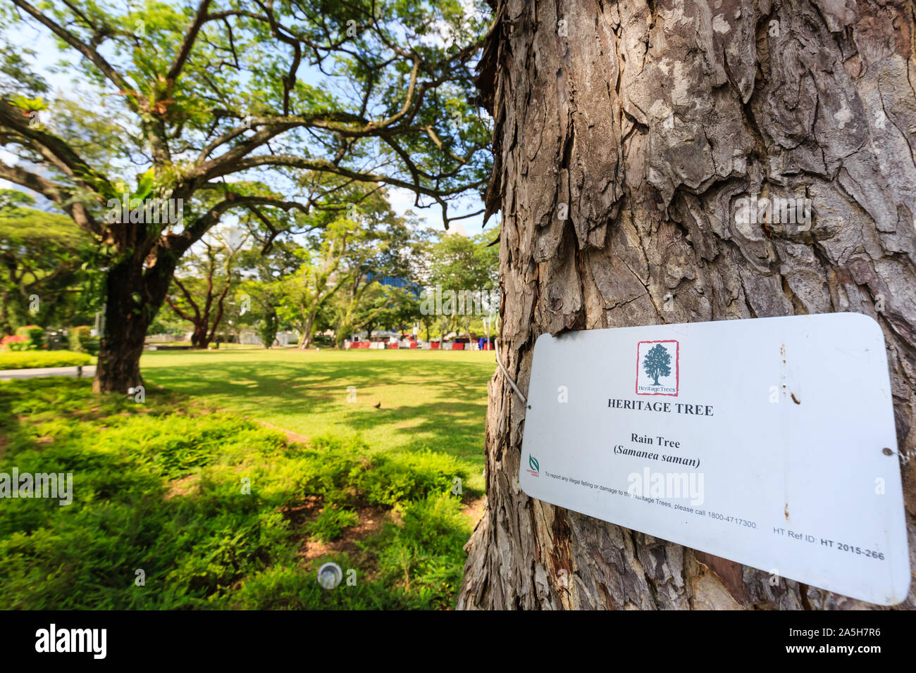 Rain tree singapore botanic gardens hi-res stock photography and images ...