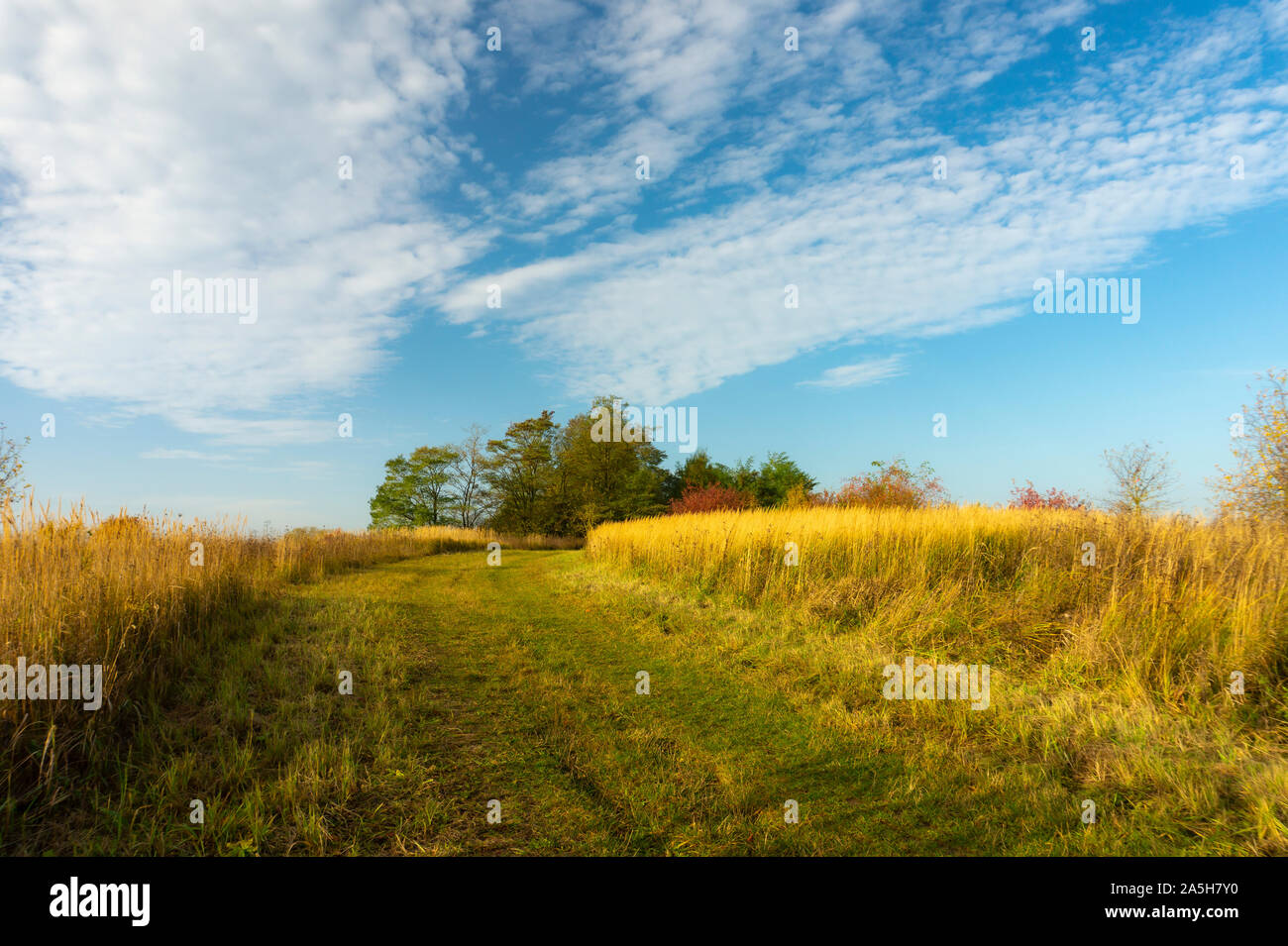 Countryside rural landscape with road in fields, covered with green and ...