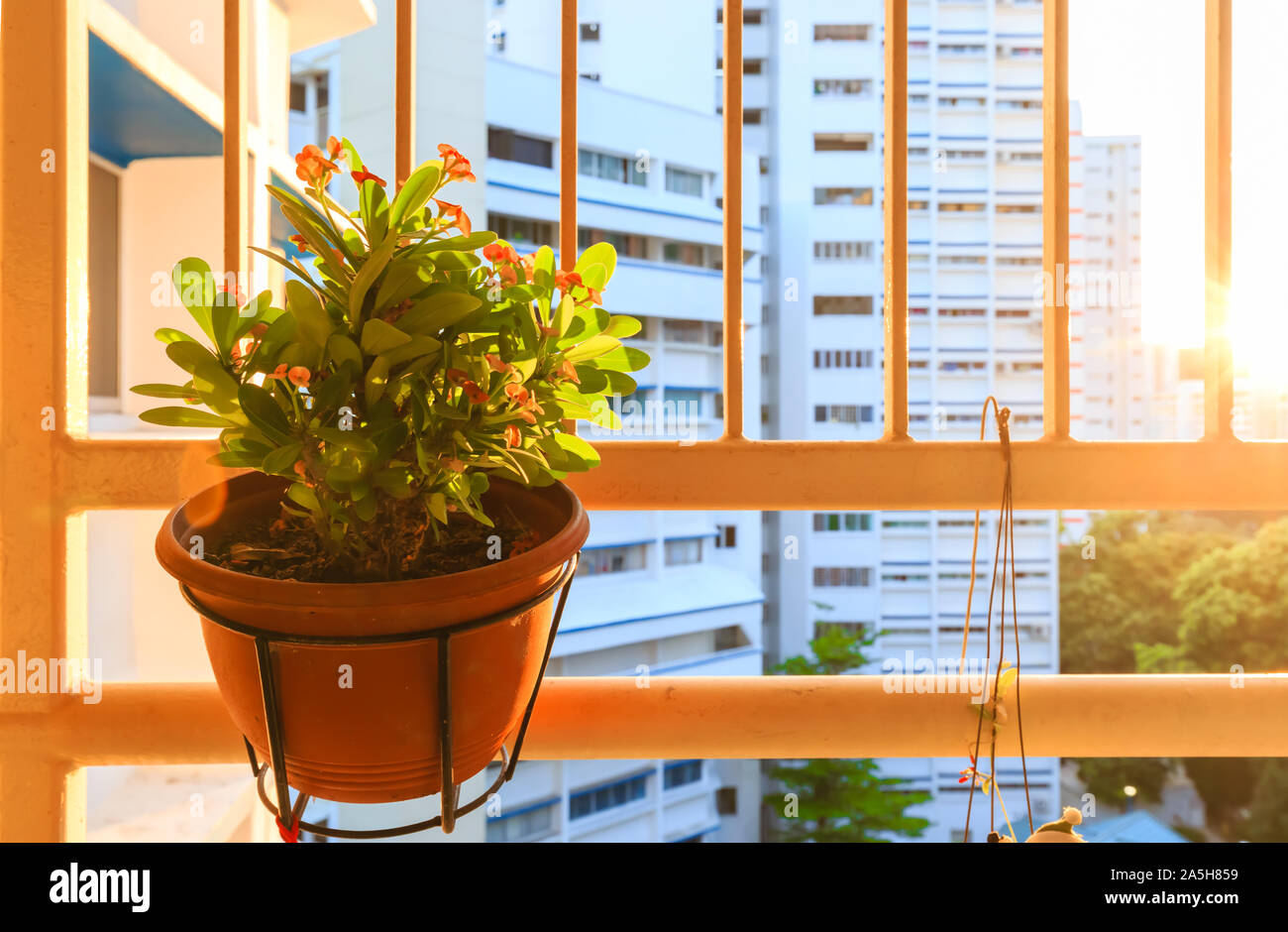 flowers hanging in pots on the window frame Stock Photo - Alamy