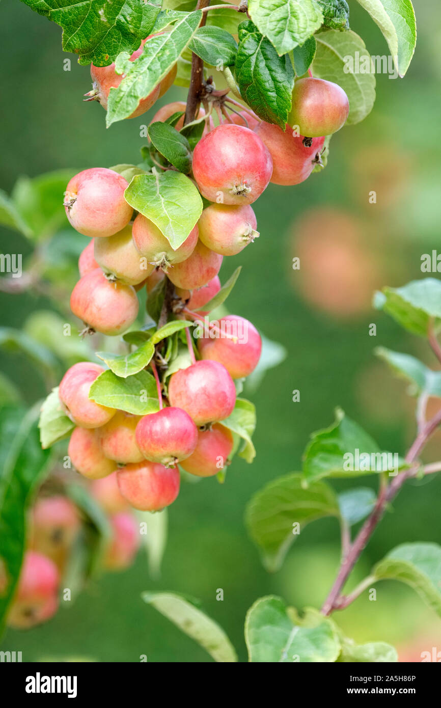 Fruit of Malus 'Evereste' crab apple 'Evereste', Malus PERPETU ...
