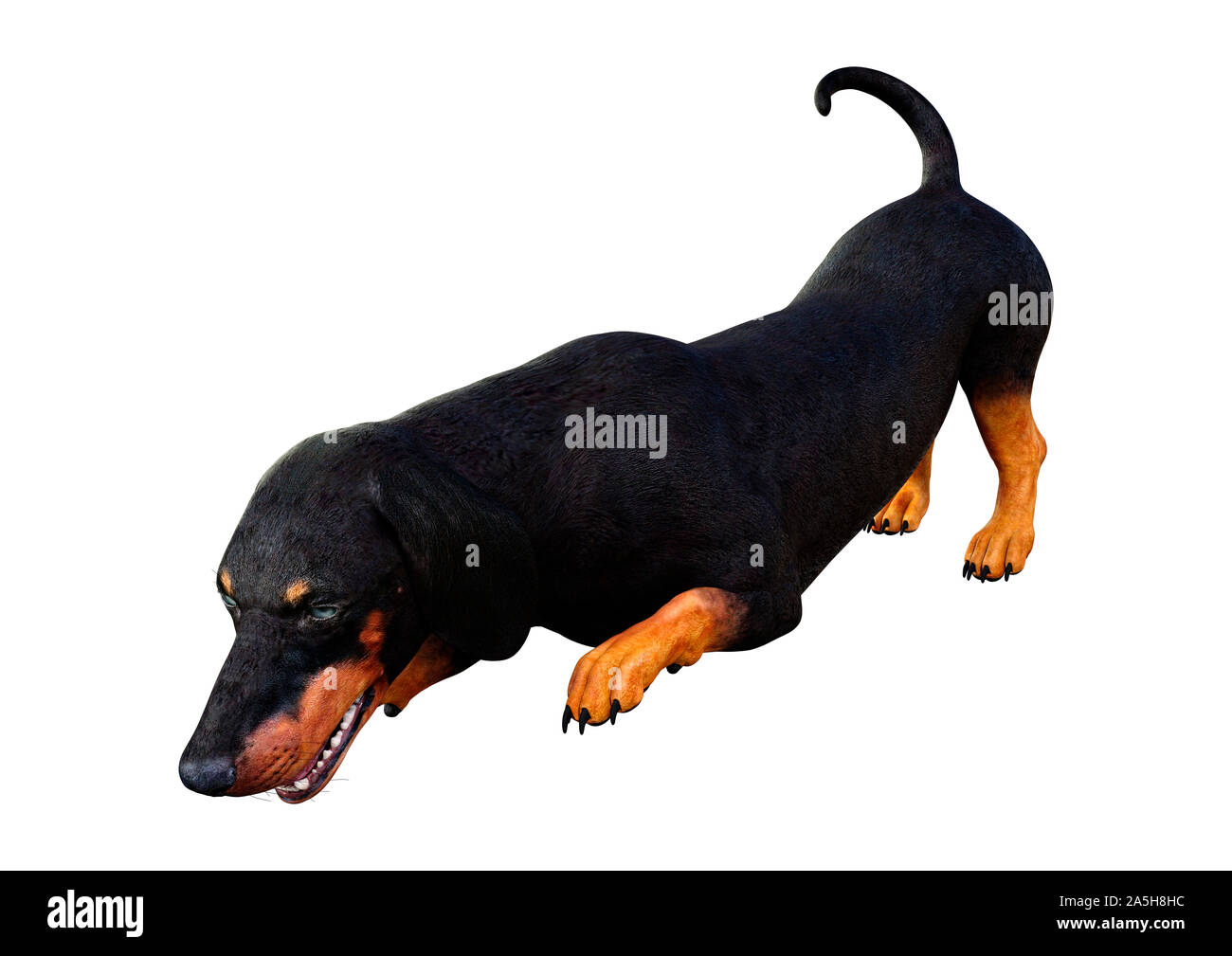 3D rendering of a dachshund or badger dog or sausage dog isolated on ...