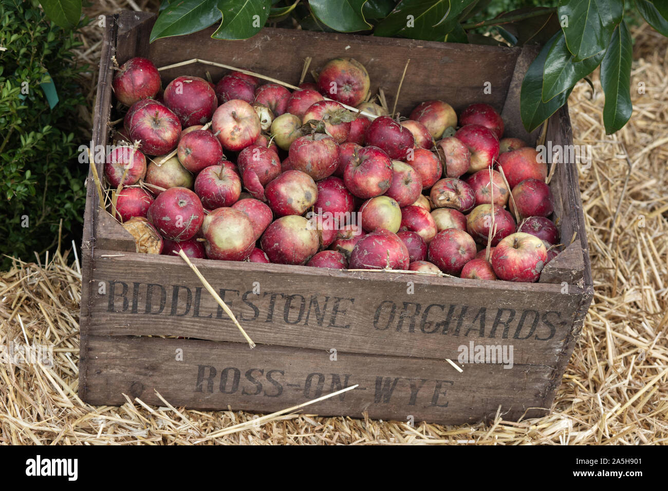Fruit Orchards Edible High Resolution Stock Photography and Images - Alamy