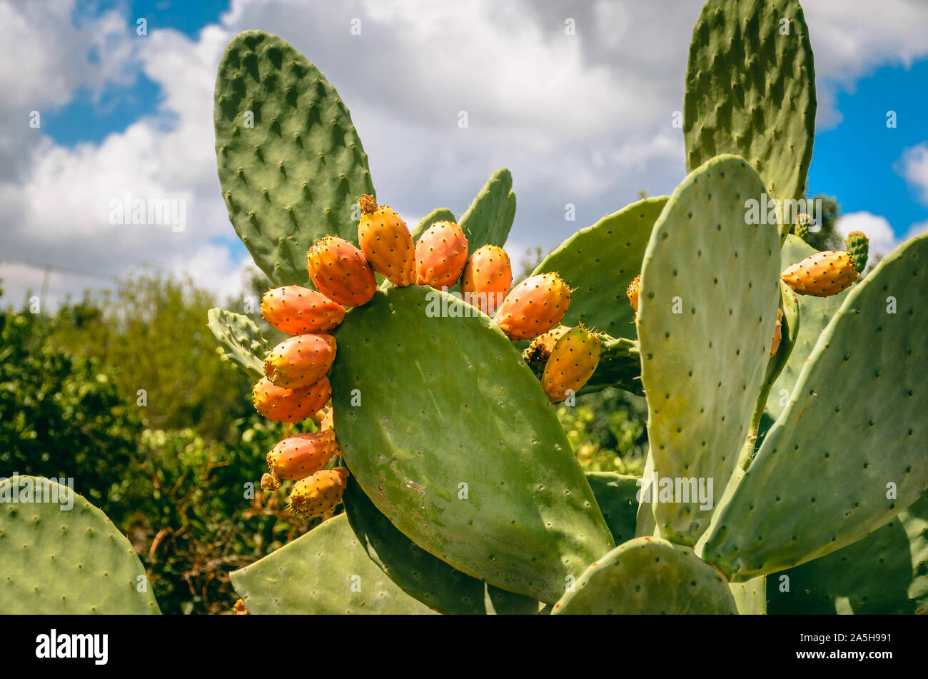 Prickly pear cactus.The plant with big spines, difficult to pick its ...