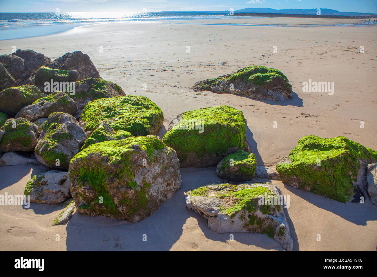 rocks covered by moss on the ocean shore Stock Photo - Alamy