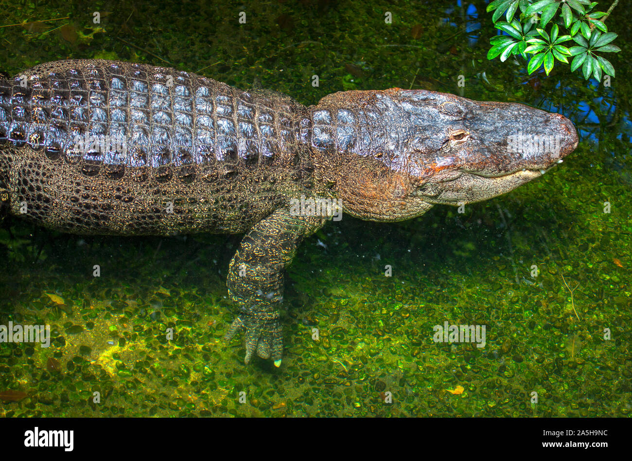 Sleeping Crocodile High Resolution Stock Photography and Images - Alamy