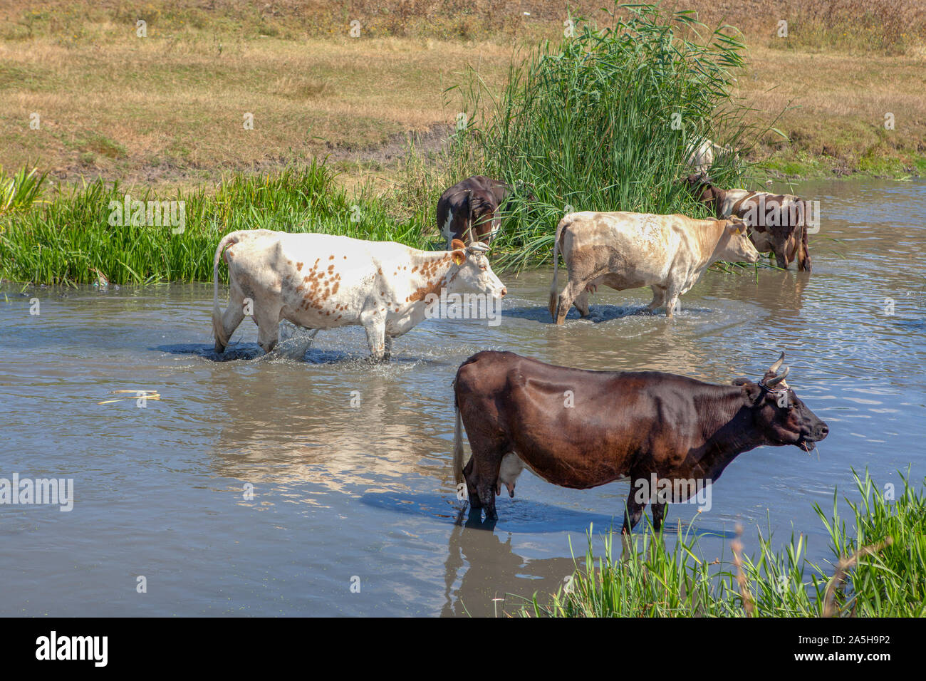 Cows standing in pond hi-res stock photography and images - Alamy