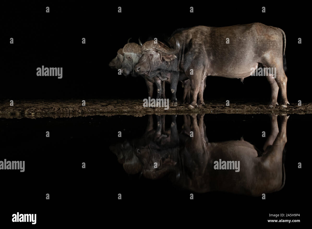 Three African bufflos standing in a row by a waterhole at night ...