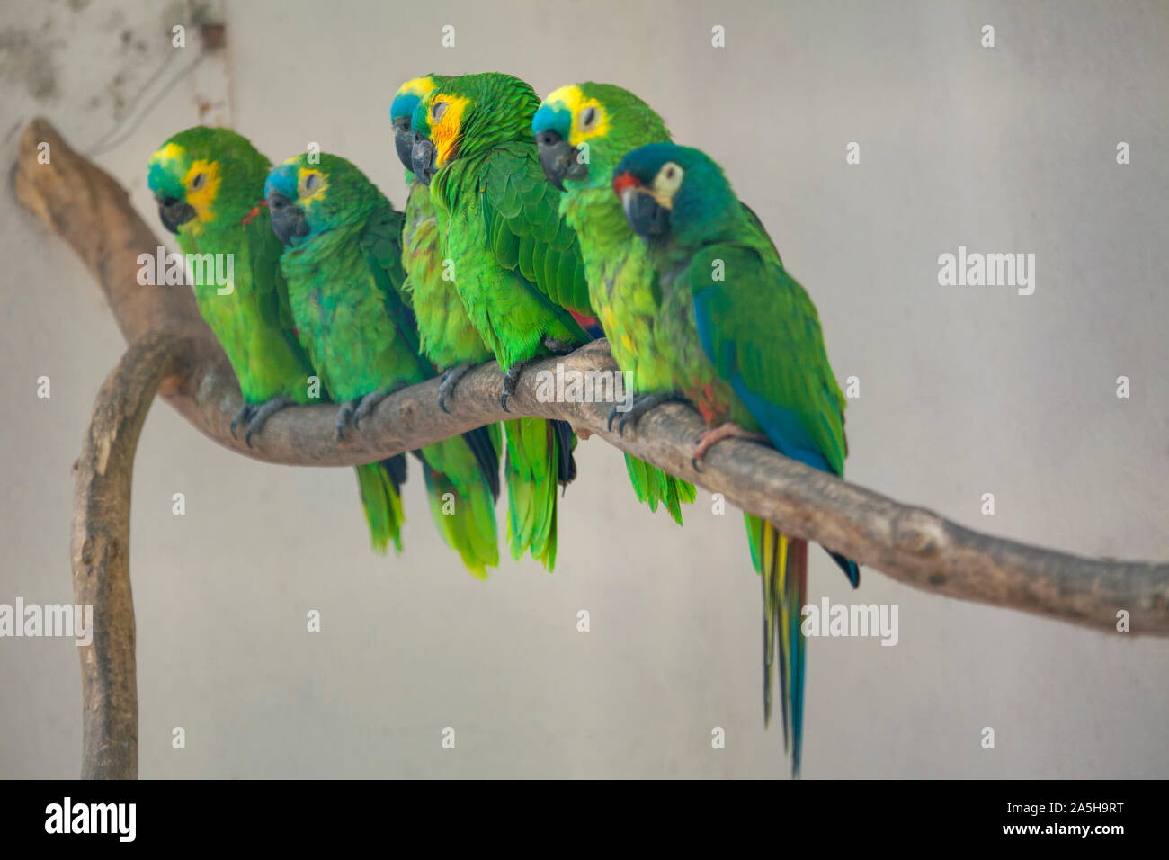 Flock of parrots hi-res stock photography and images - Alamy