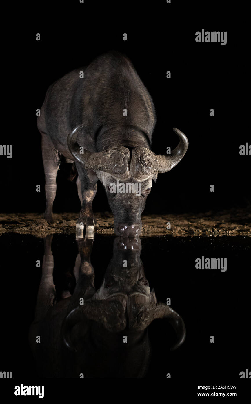 An African bufflo drinking from a pool in the night Stock Photo - Alamy