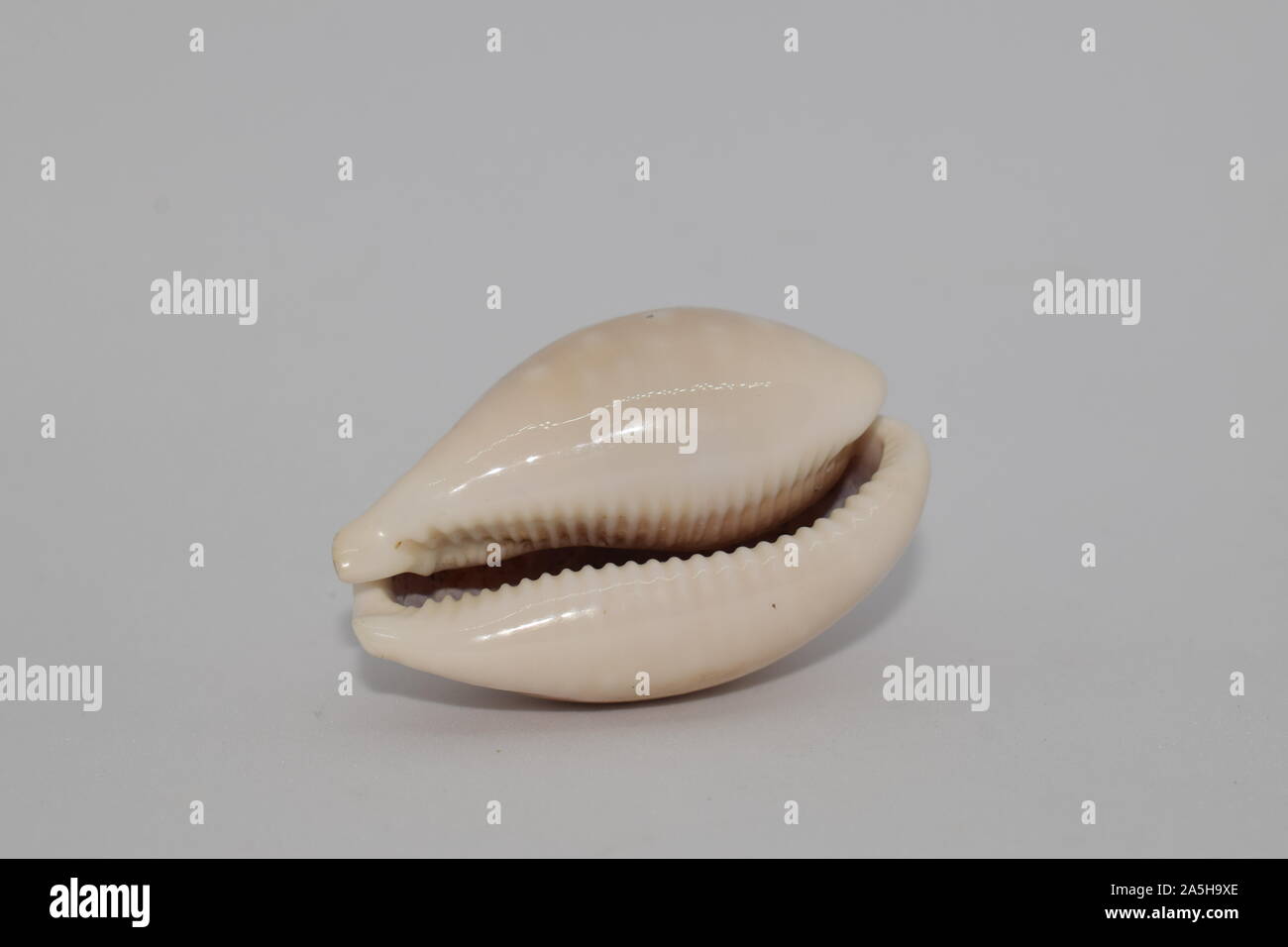 Small sea shell with a face view on white background Stock Photo - Alamy
