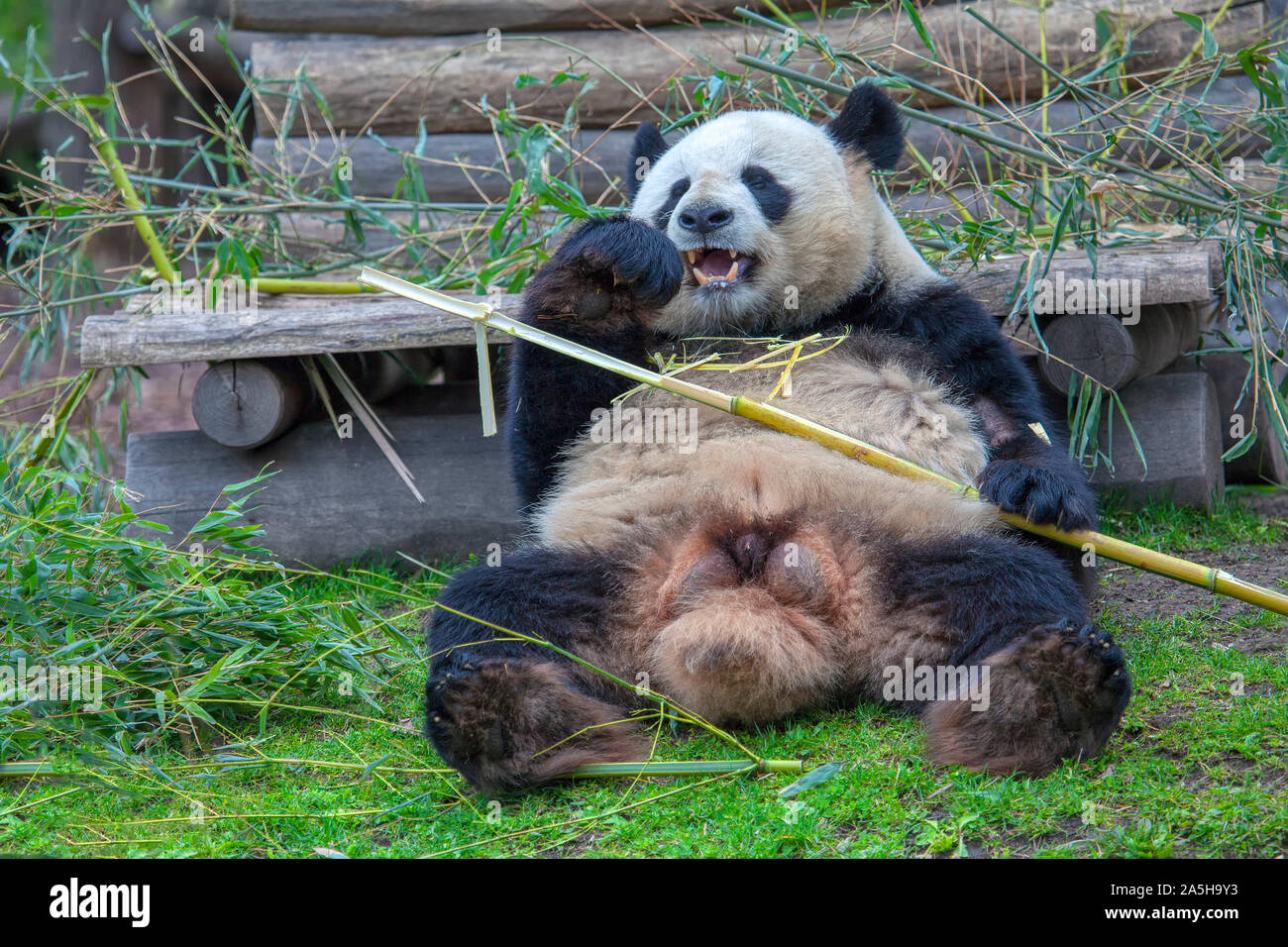 cute and happy panda eating bamboo Stock Photo - Alamy