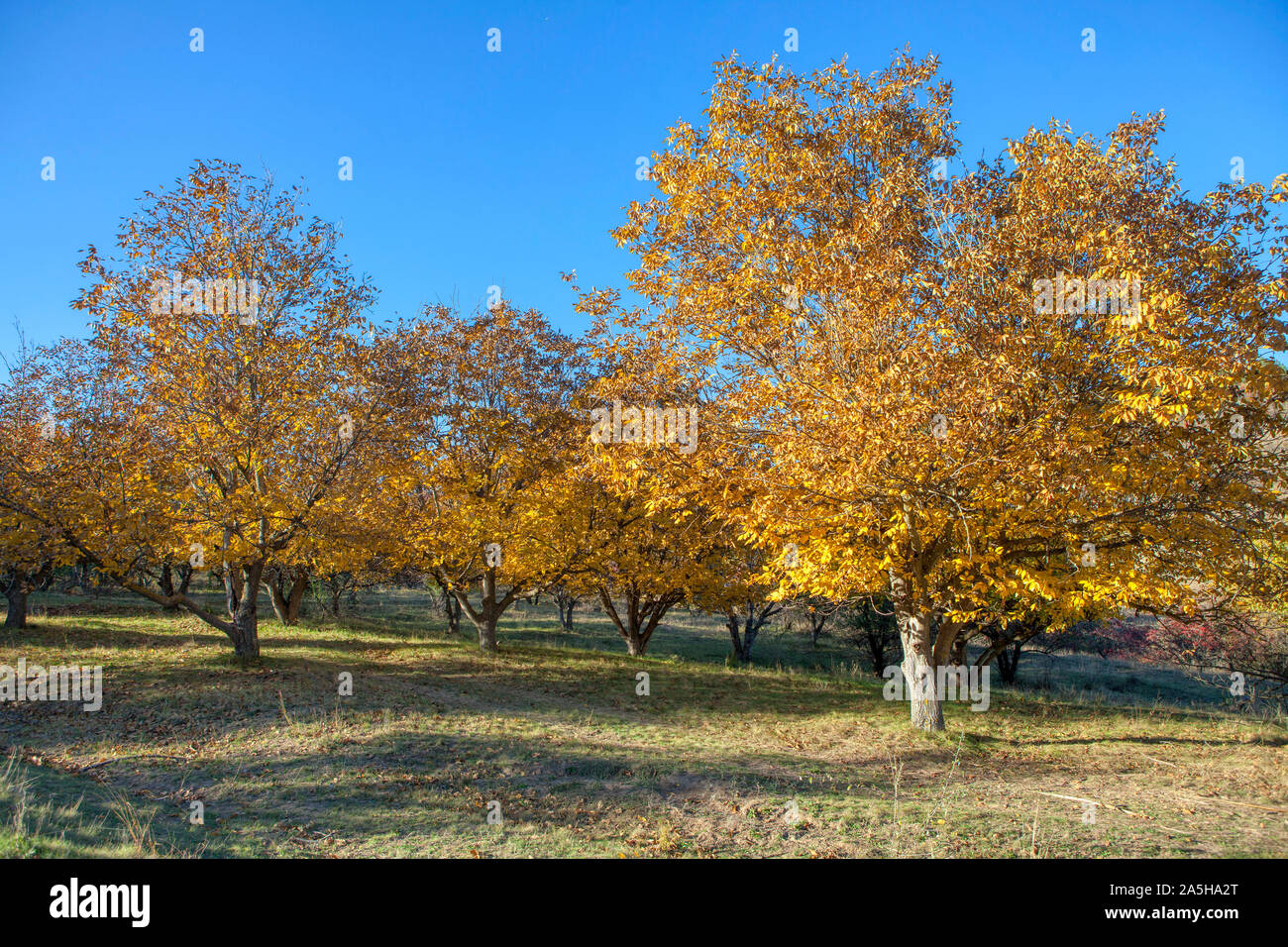 scenic image of walnut garden in the autumn Stock Photo - Alamy