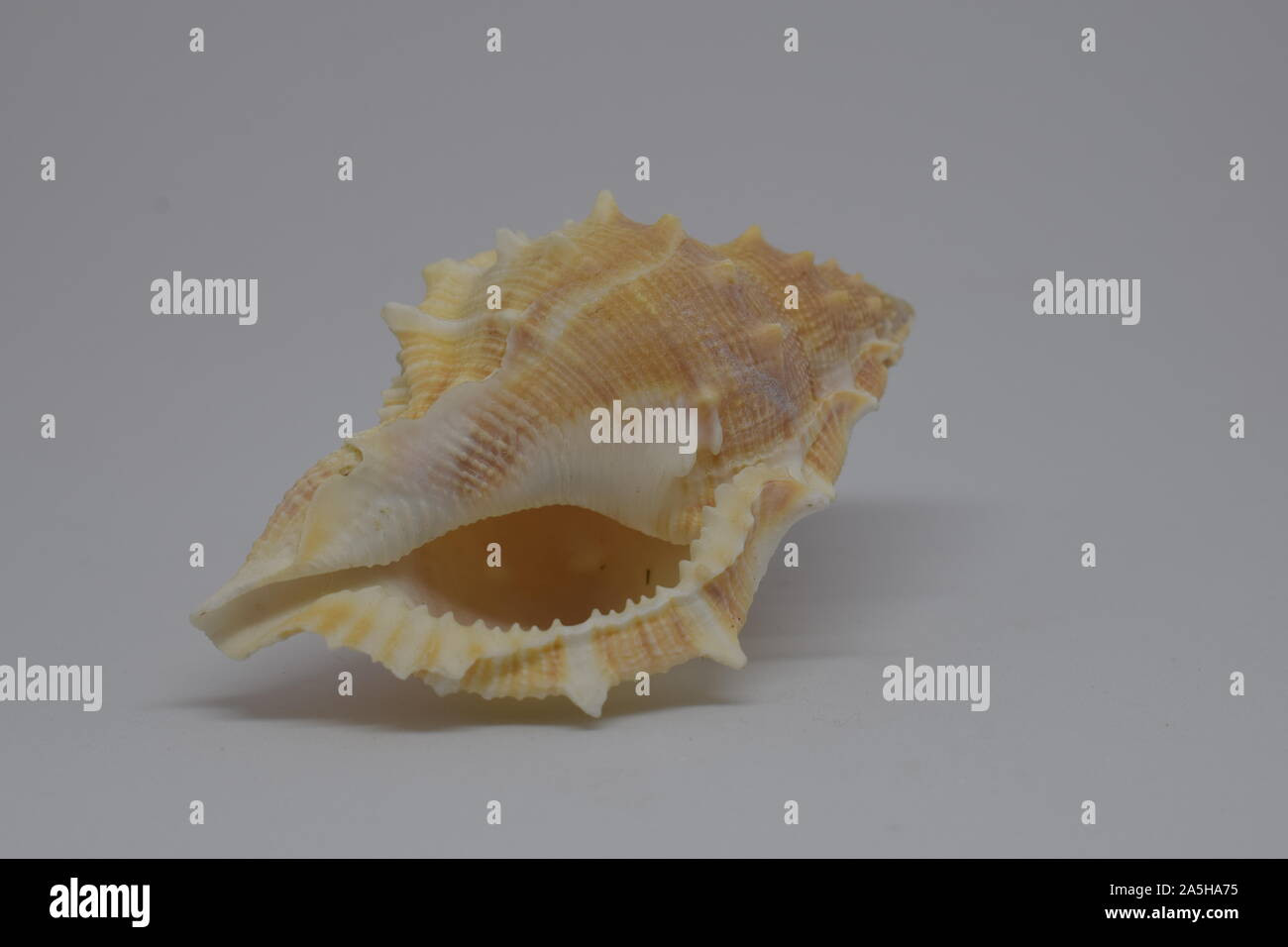 Side view of small seashells on white background Stock Photo - Alamy