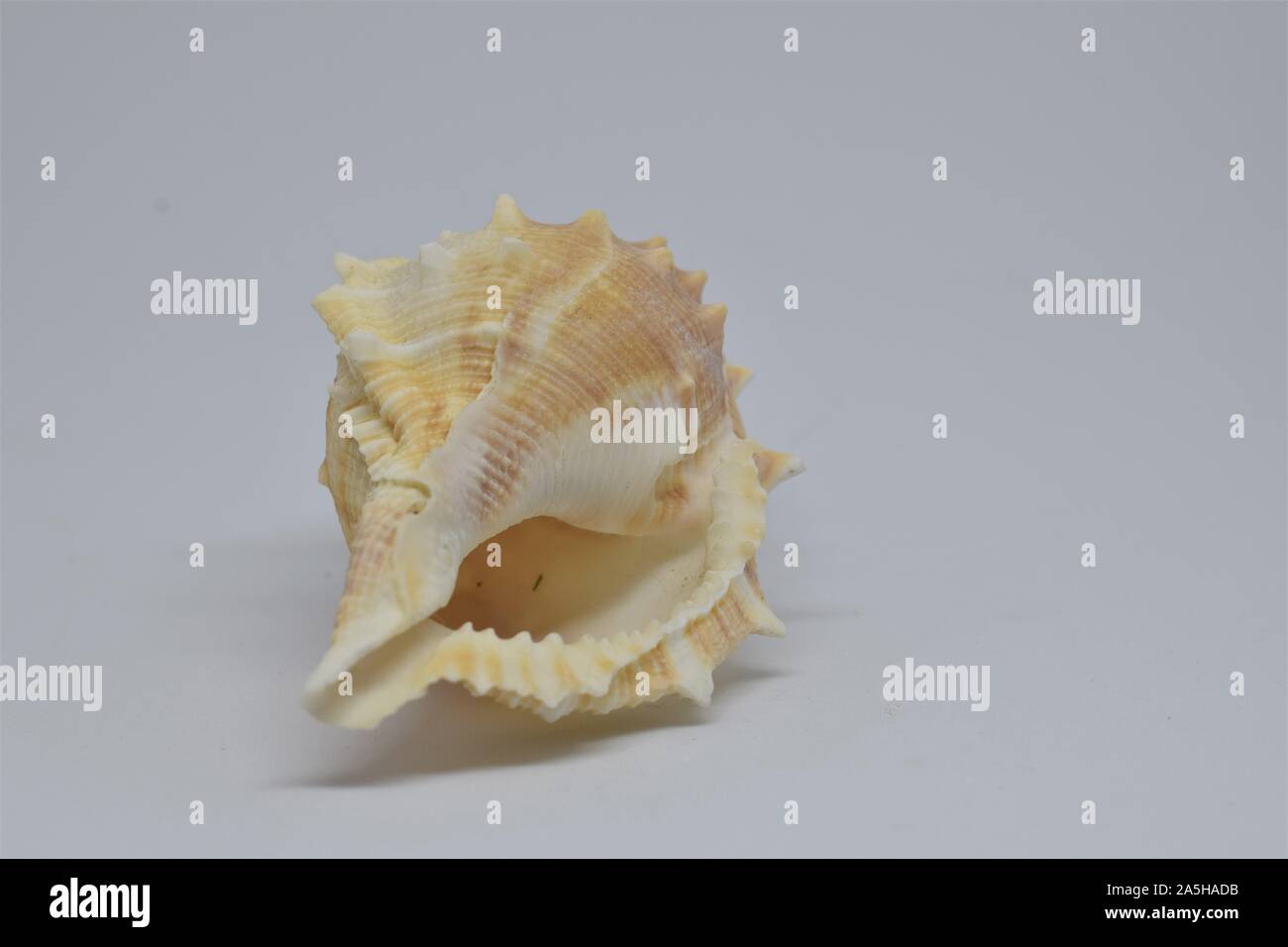 Side view of Triton small seashell conch on white background Stock ...