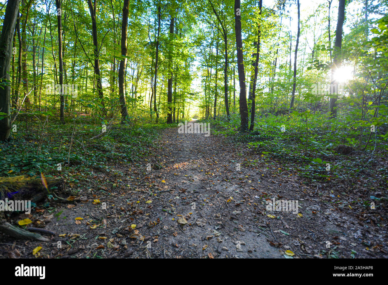 colorful forest in autumn with sun shining through the trees Stock ...