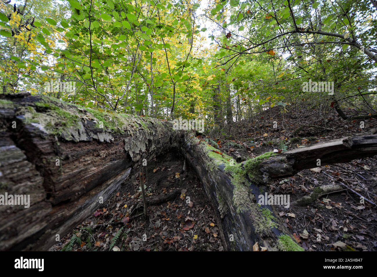 Fallen tree in the forest in Freudental, South of Germany Stock Photo ...