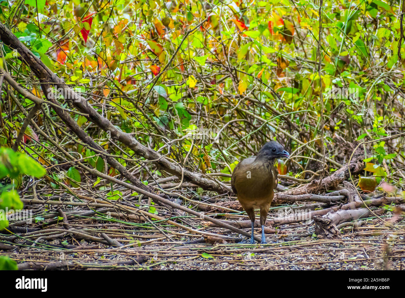 A Plain Chachalaca bird in Frontera Audubon Society, Texas Stock Photo ...