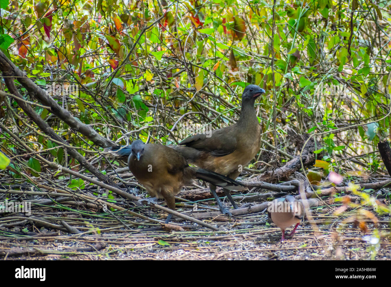 Plain Chachalaca High Resolution Stock Photography and Images - Alamy